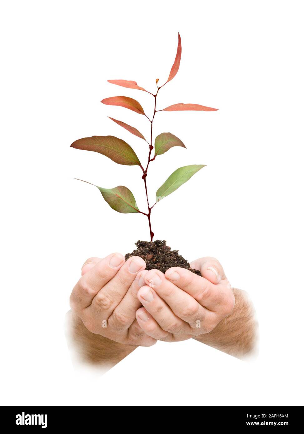Seedling symbol Cut Out Stock Images & Pictures - Alamy
