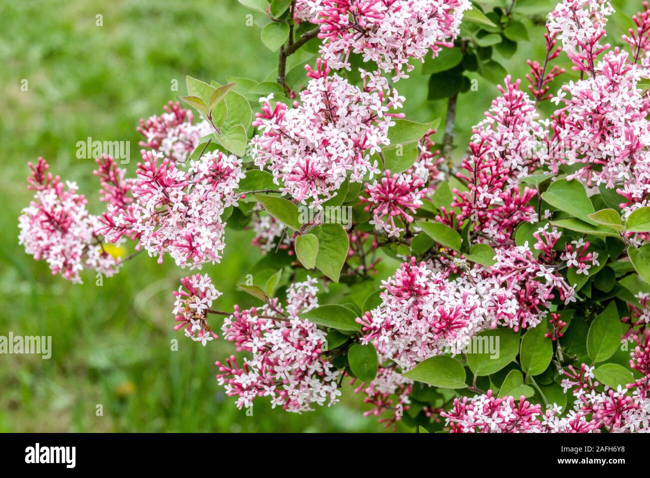 Syringa superba hi-res stock photography and images - Alamy
