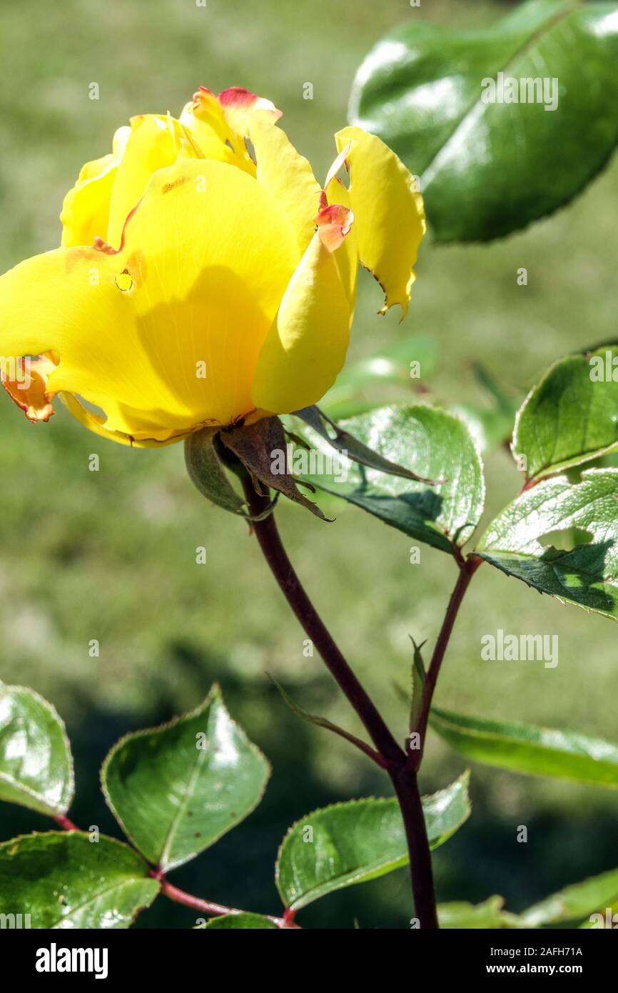 Climbing rose hi-res stock photography and images - Alamy