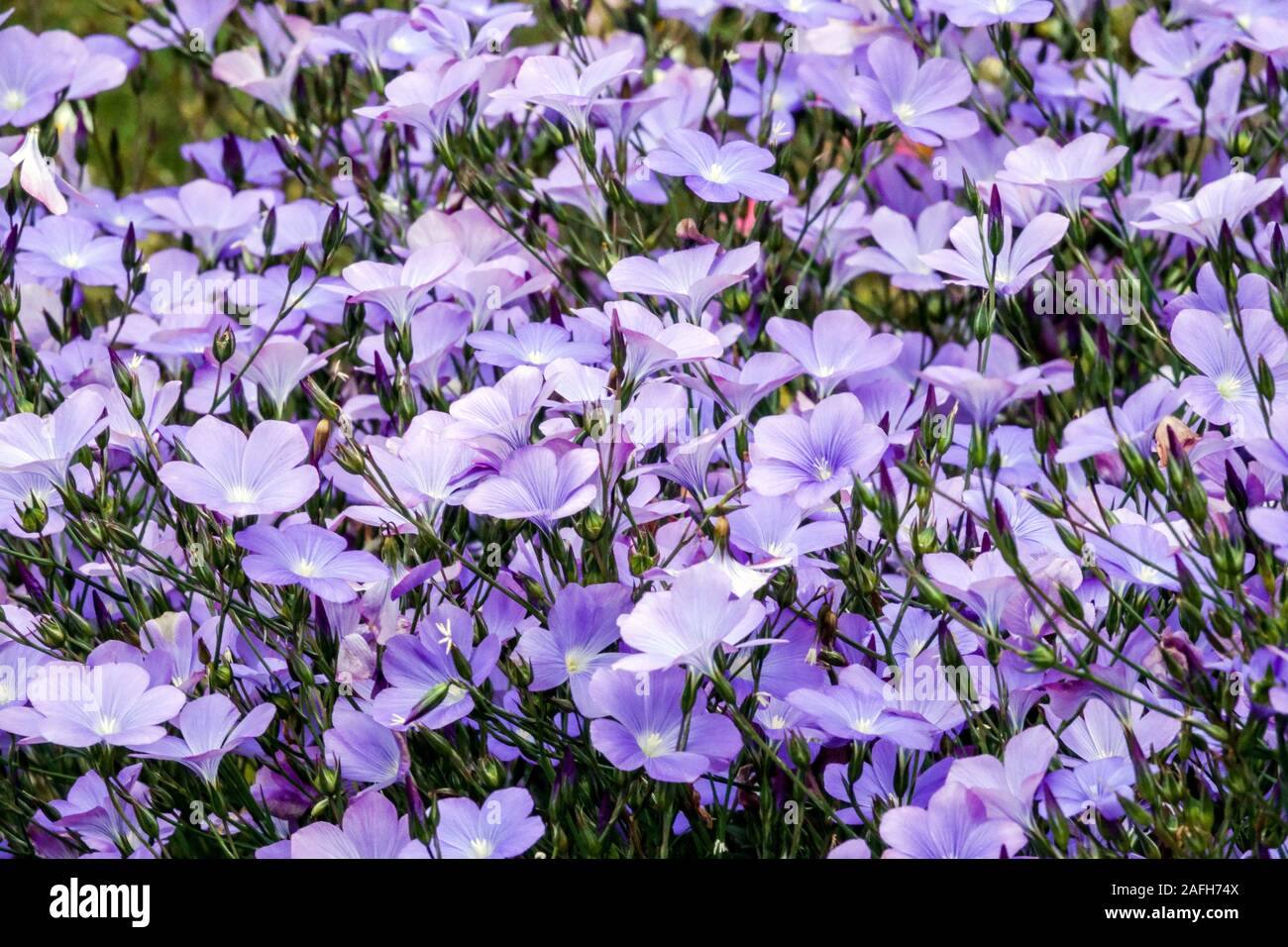 Plants linum hi-res stock photography and images - Alamy