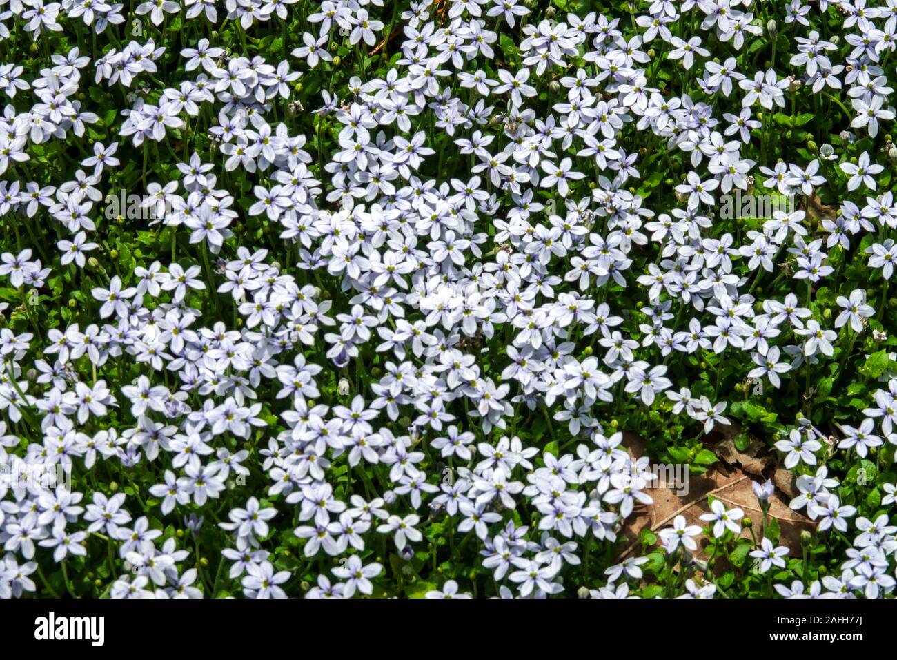 Lobelia garden plant hi-res stock photography and images - Alamy