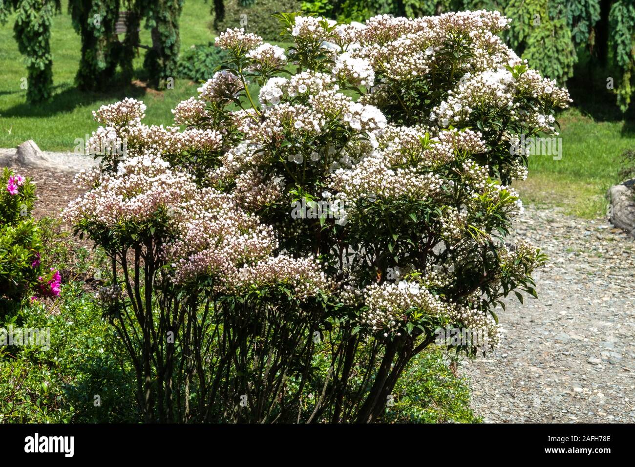 Mountain Laurel Kalmia latifolia 'Elf' Stock Photo - Alamy