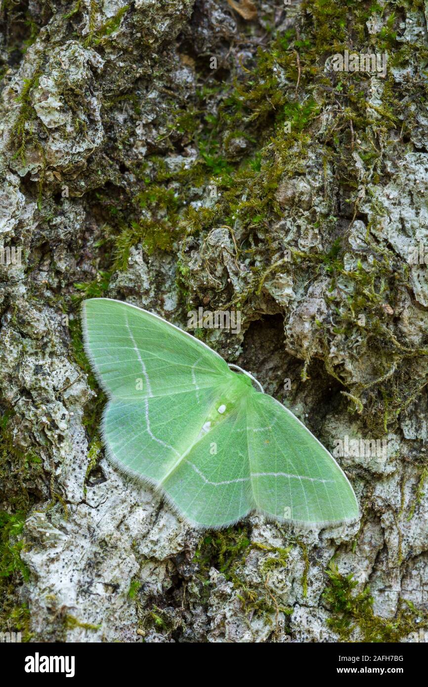 Nemoria mimosaria hi-res stock photography and images - Alamy