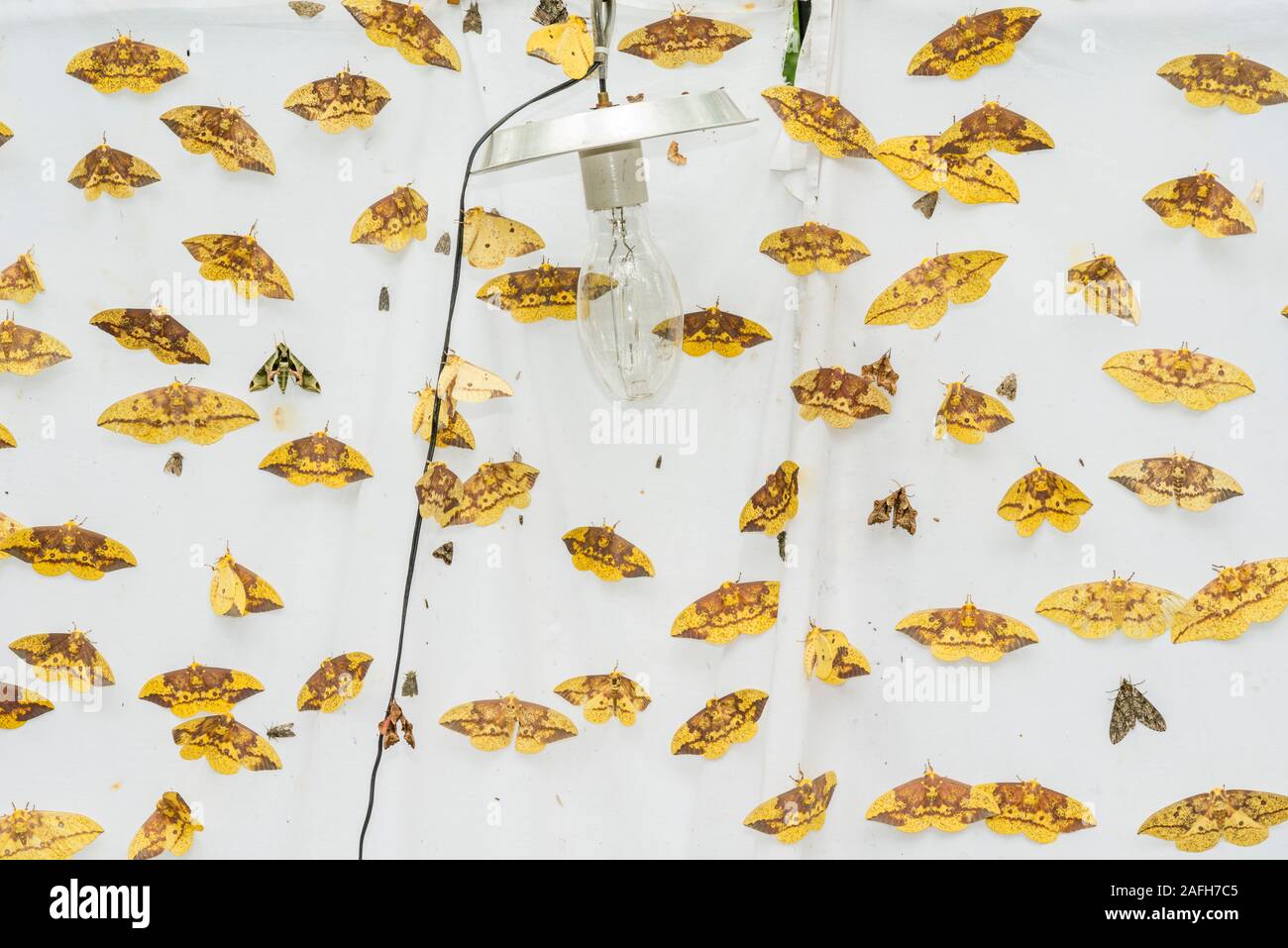 Moths attracted to light hi-res stock photography and images - Alamy