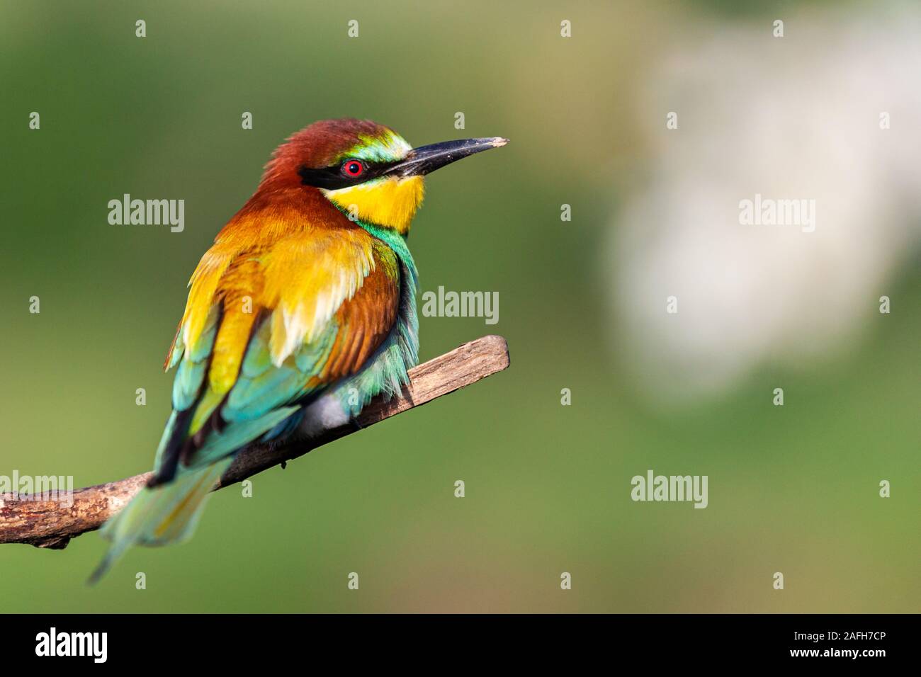 bird of paradise with color plumage on a spring morning Stock Photo - Alamy