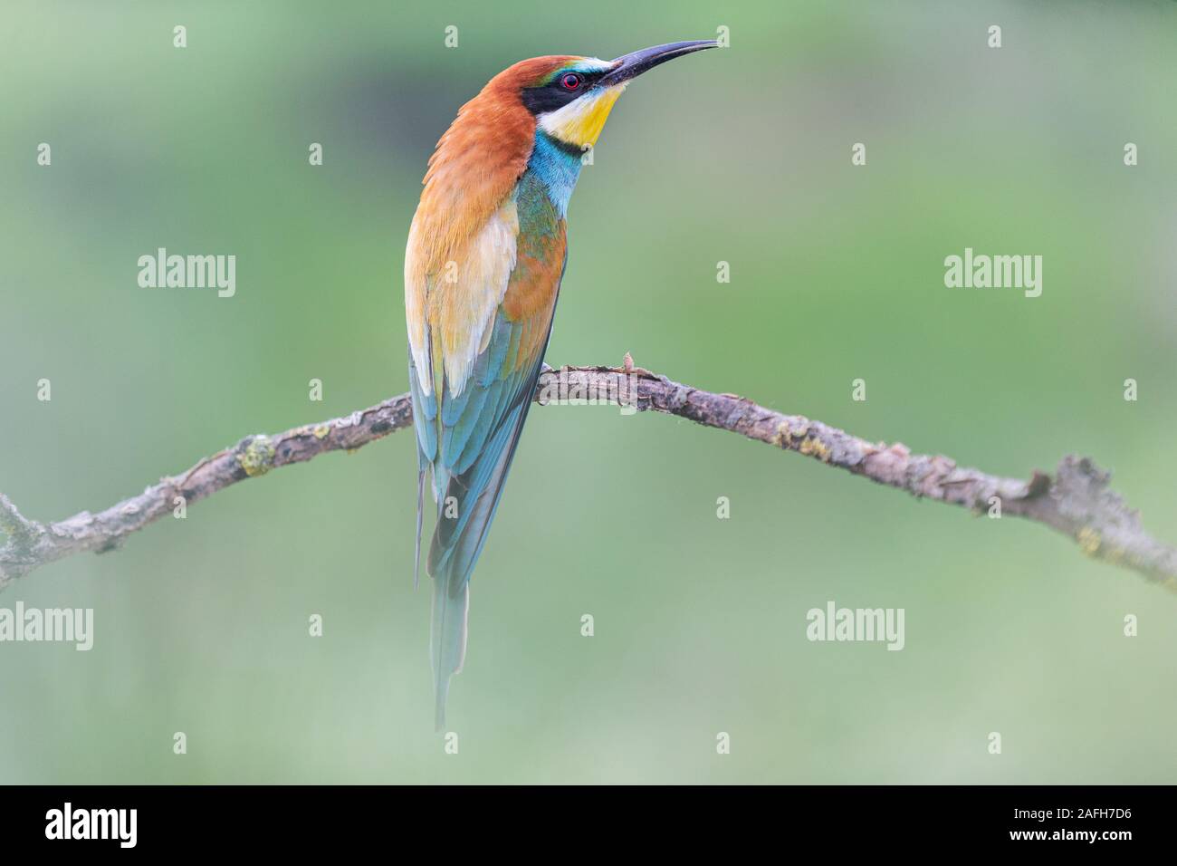 Color plumage hi-res stock photography and images - Alamy