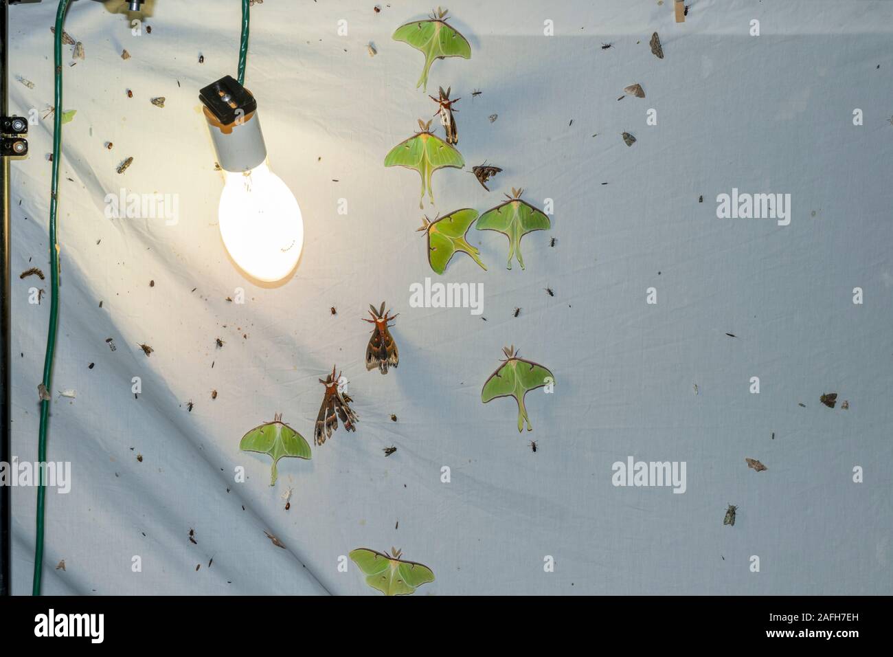 Large number of Luna Moths on sheet during a spring mercury vapor night ...