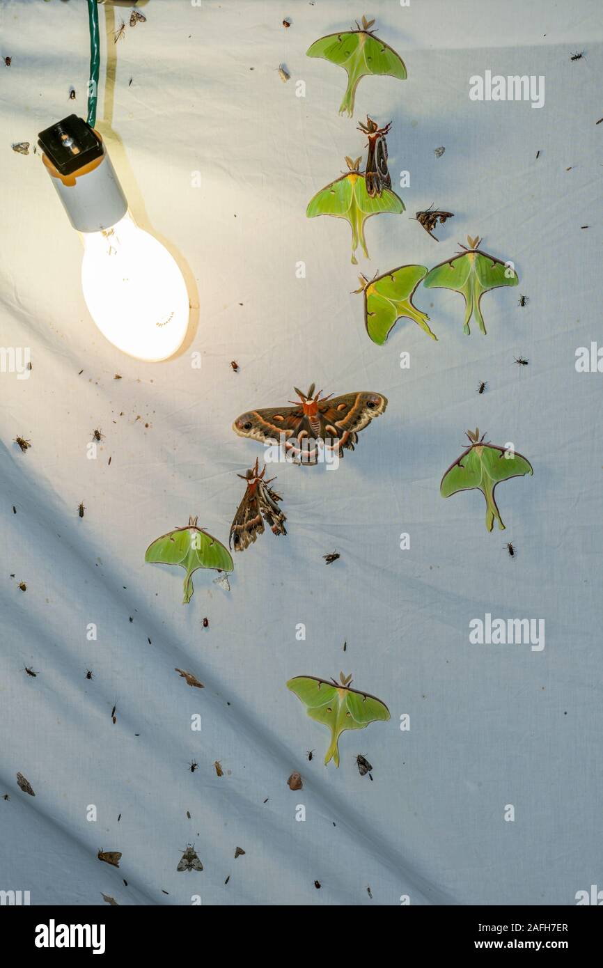 Moths attracted to light hi-res stock photography and images - Alamy