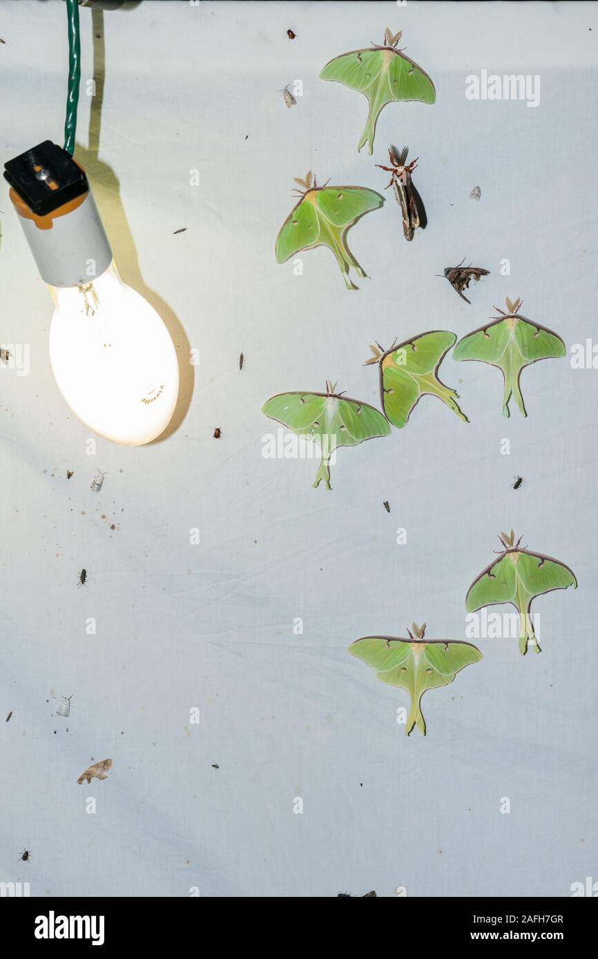 Moths attracted to light hi-res stock photography and images - Alamy