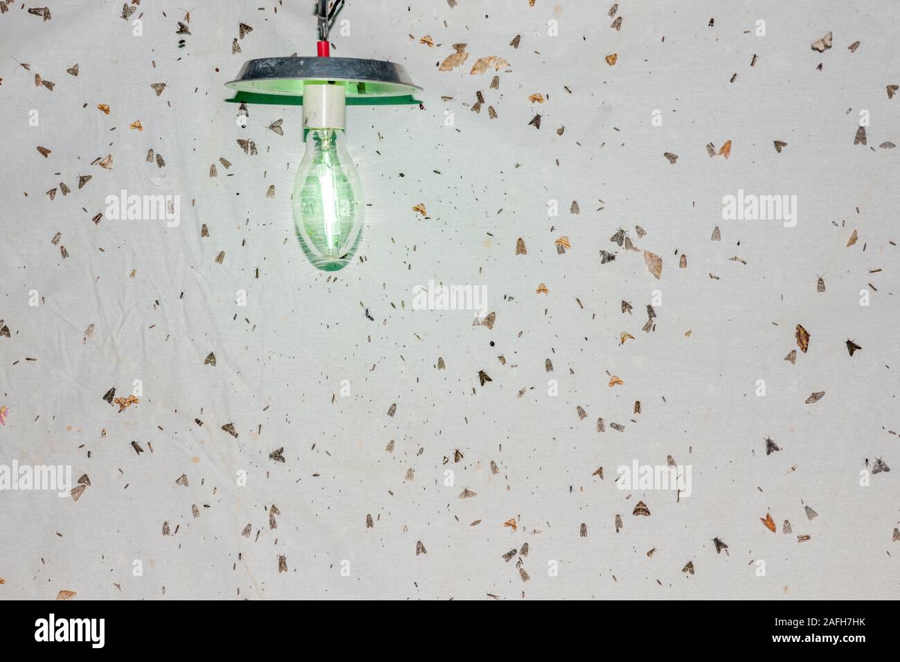 Moths attracted to light hi-res stock photography and images - Alamy