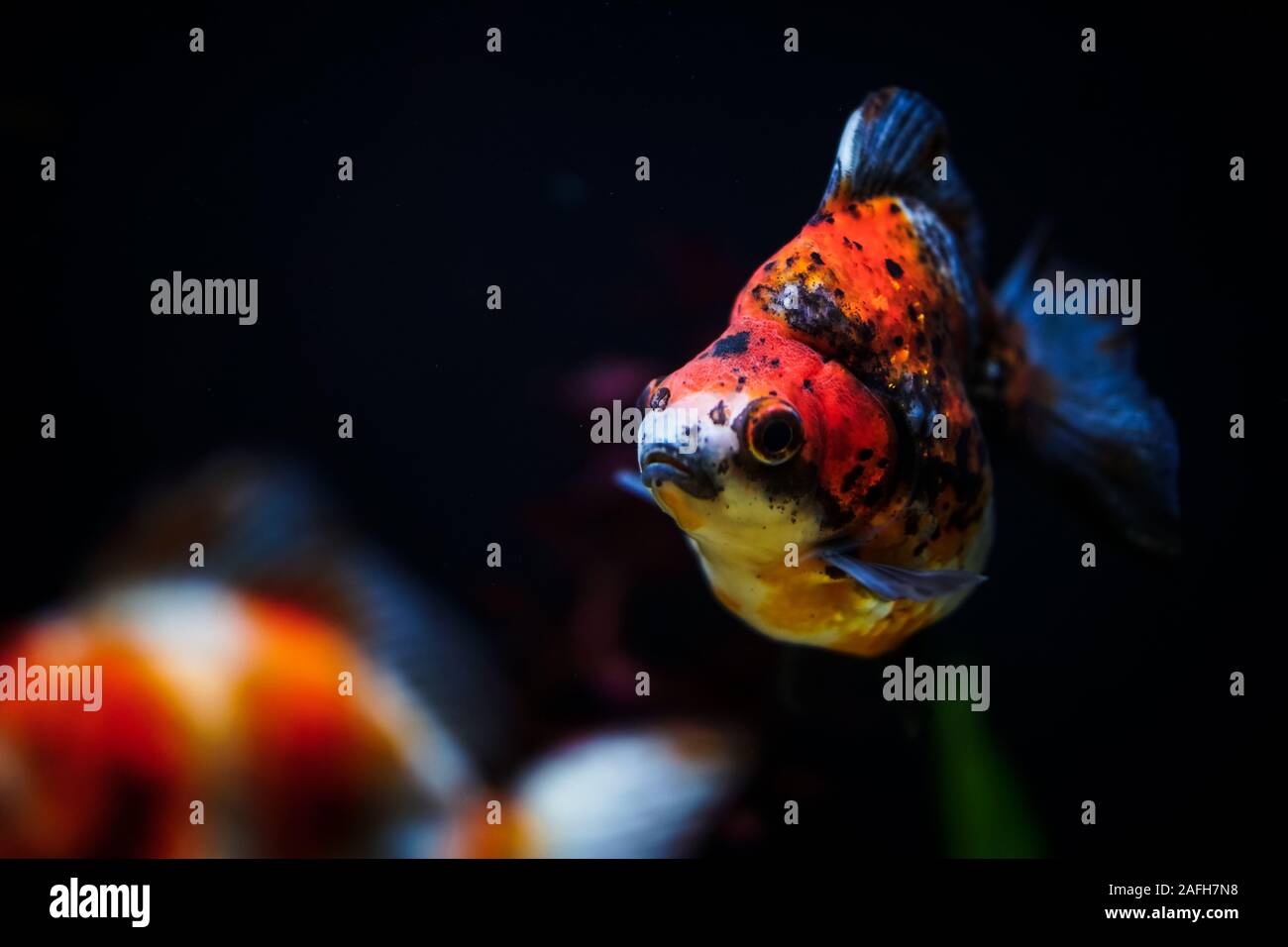 Oranda goldfish in the aquarium tank. Red fish swimming around the ...