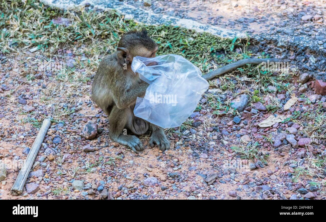 Small monkey with plastic bag hi-res stock photography and images - Alamy