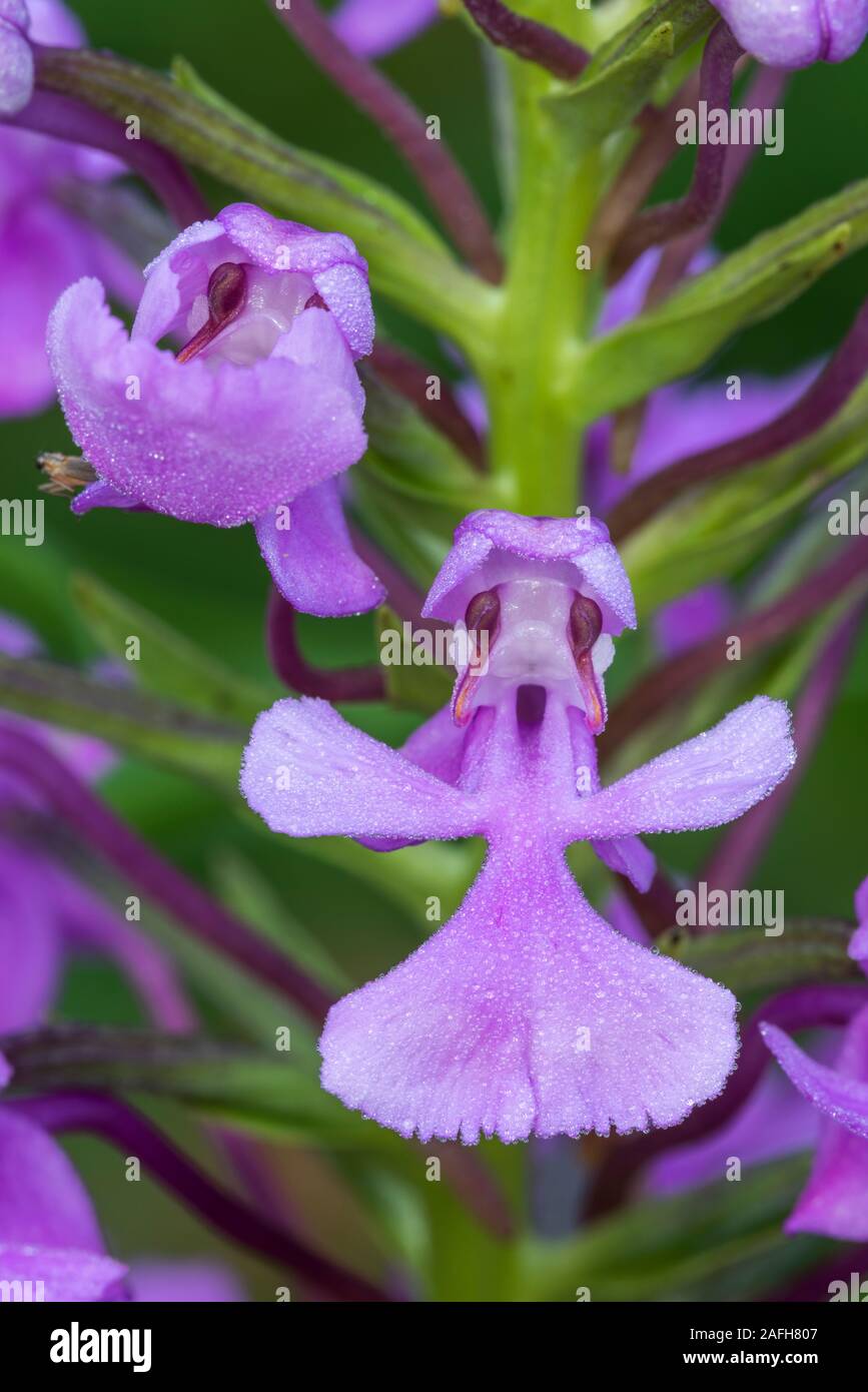 Purple Fringeless Orchid (Platanthera peramoena) Dew covered in early ...