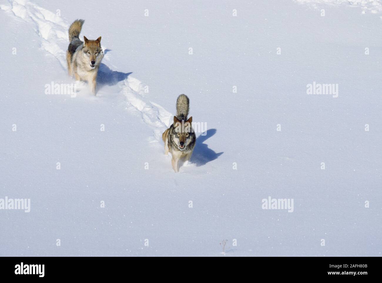 Wolf pack running hi-res stock photography and images - Alamy