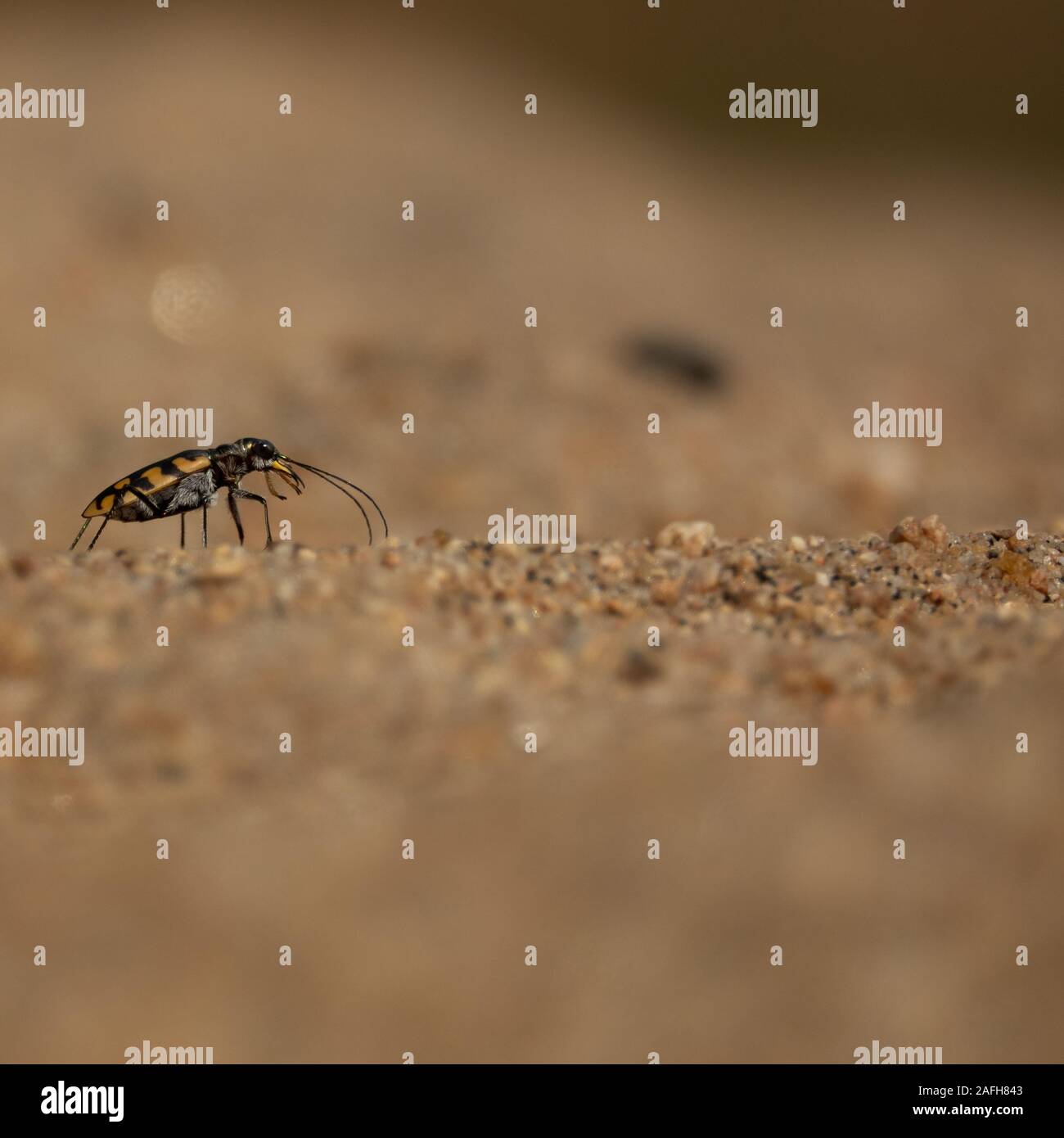 Small bug macro over the sand grains Stock Photo - Alamy