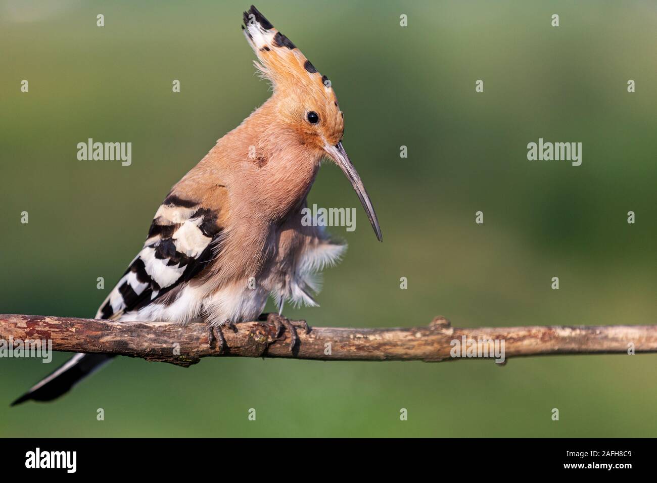 Hoopoe branch hi-res stock photography and images - Alamy
