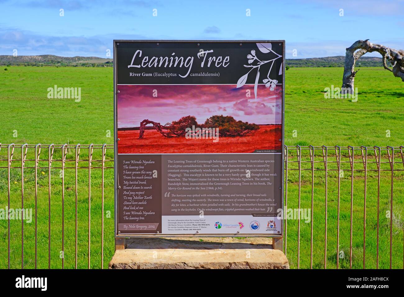 GREENOUGH, AUSTRALIA -9 JUL 2019- View of a Leaning Tree river red gum ...