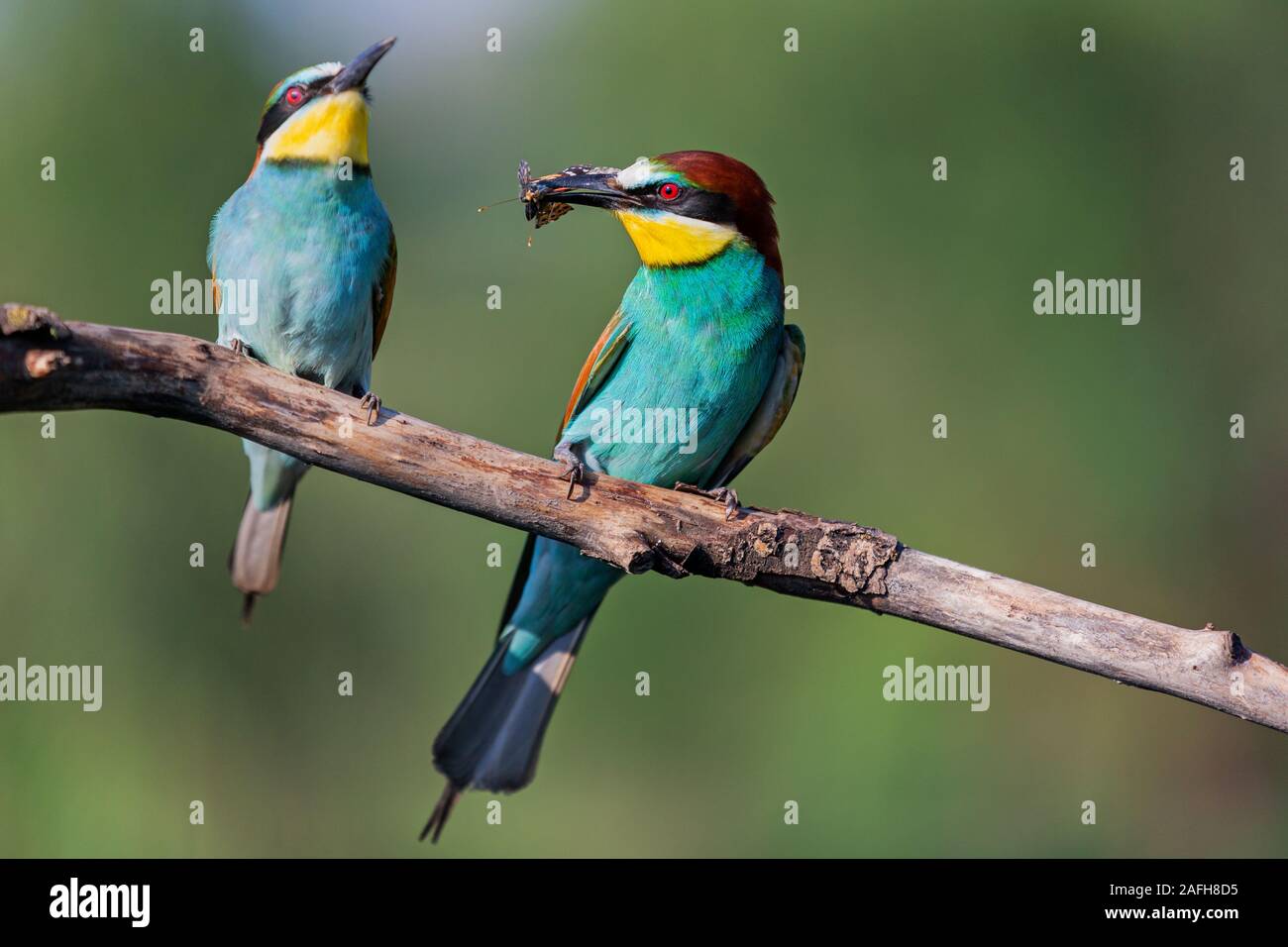 Colorful bee hi-res stock photography and images - Alamy