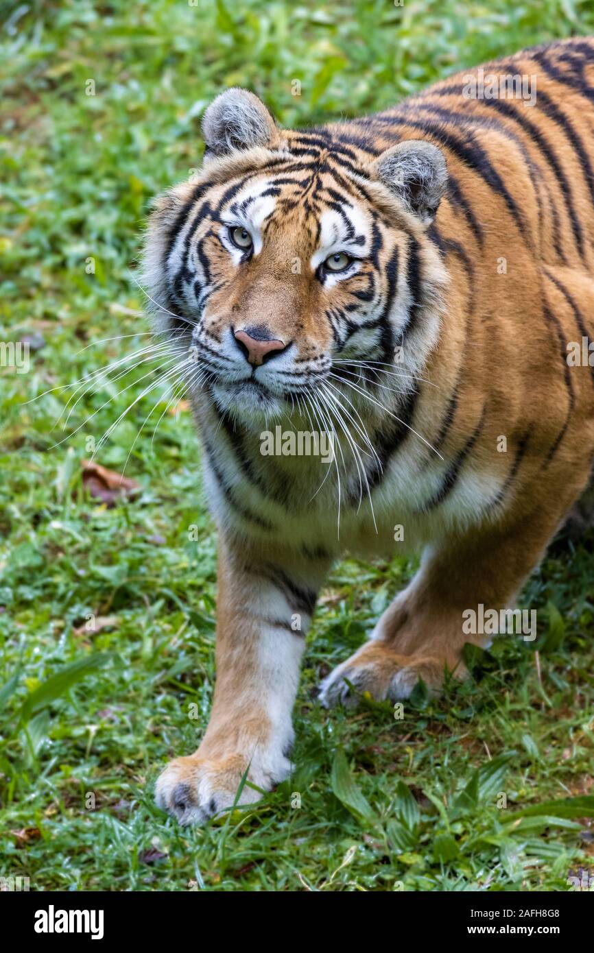 Tiger stalking hi-res stock photography and images - Alamy