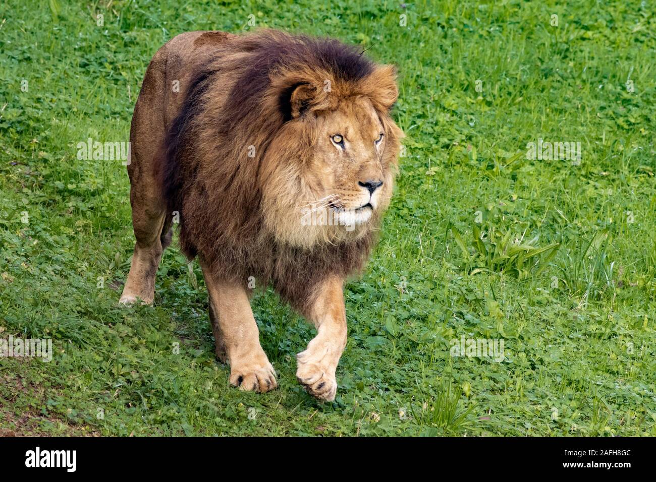 male lion stalking to a prey in nature Stock Photo - Alamy