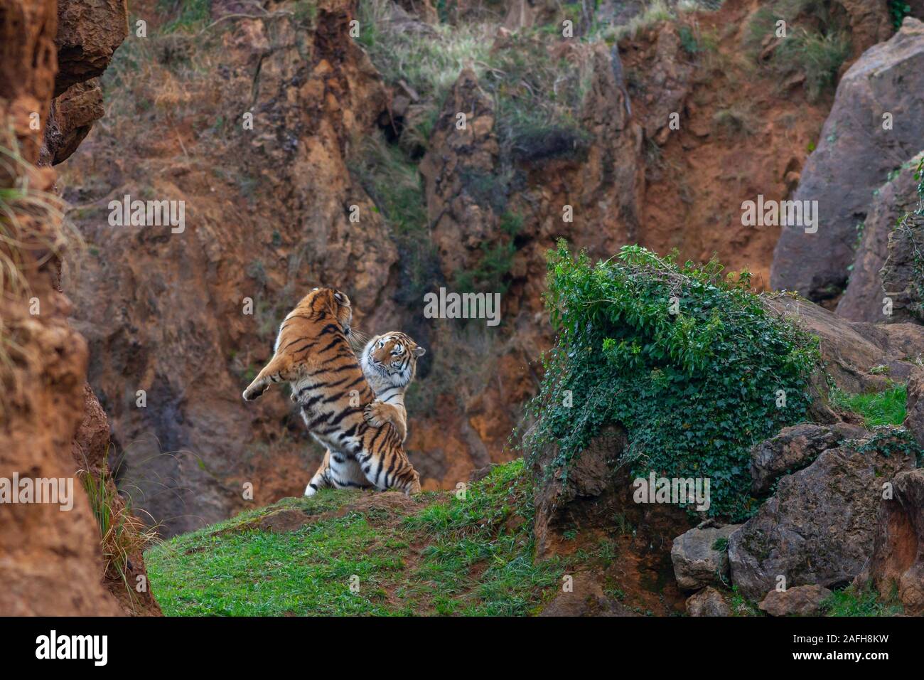 Fight with nature hi-res stock photography and images - Alamy