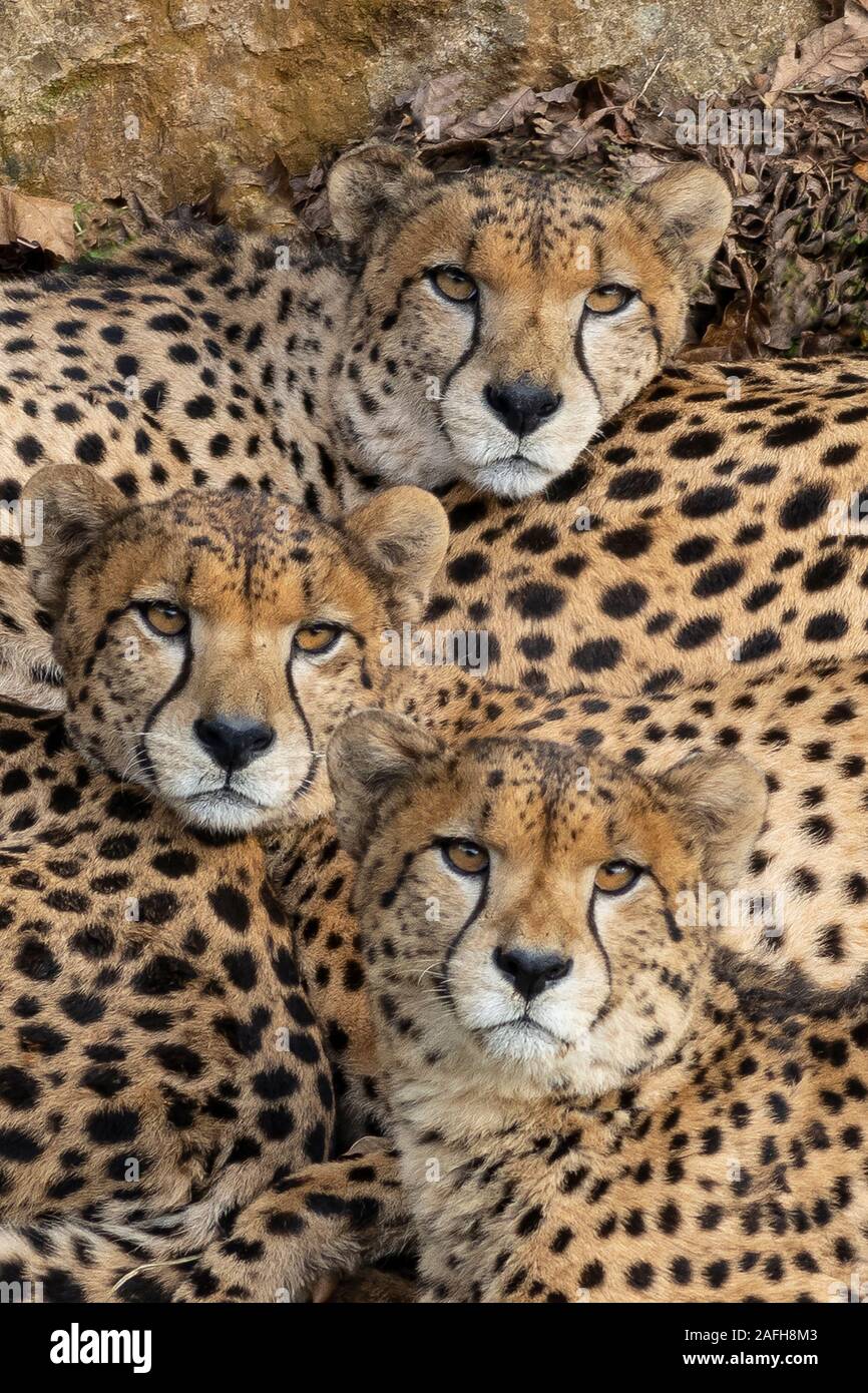 group of cheetah Stock Photo - Alamy