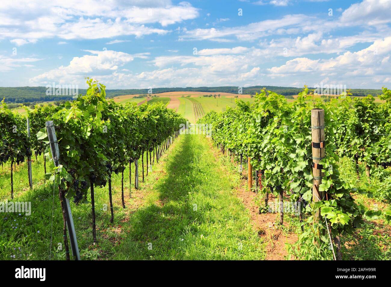 Vineyard landscape - summer in Europe. Viticulture in Burgenland ...