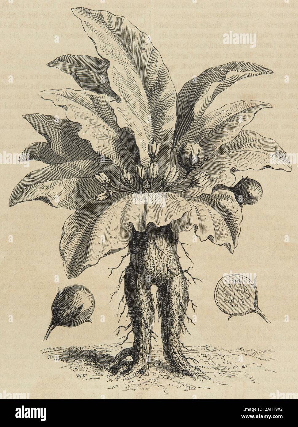 Historical mandrake engraving hi-res stock photography and images - Alamy