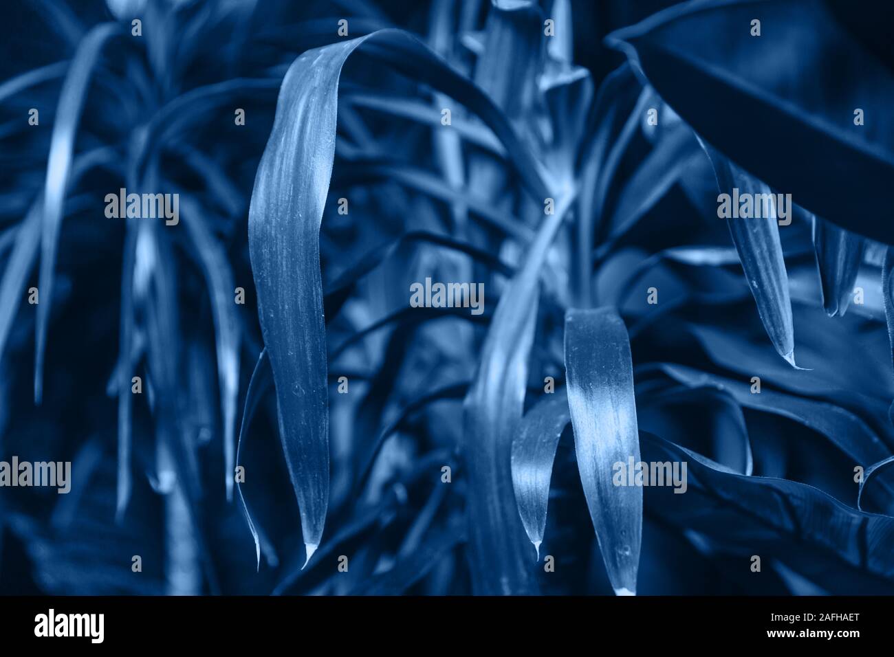 Dracaena plant in a blue color.The main color of the Year 2020 Stock ...