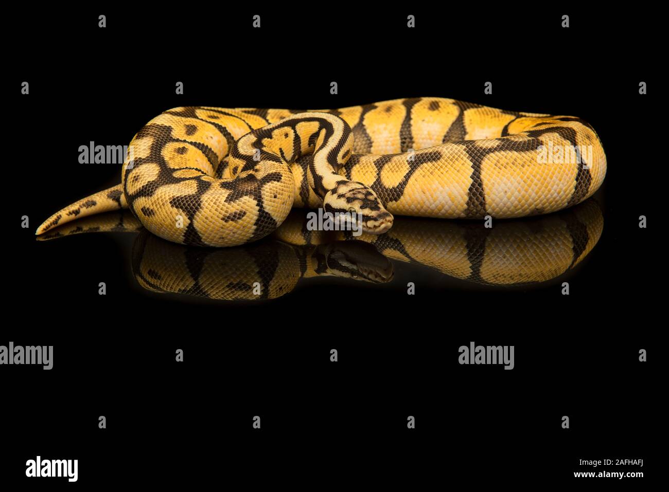 Pretty king python snake on a black background with reflection Stock ...