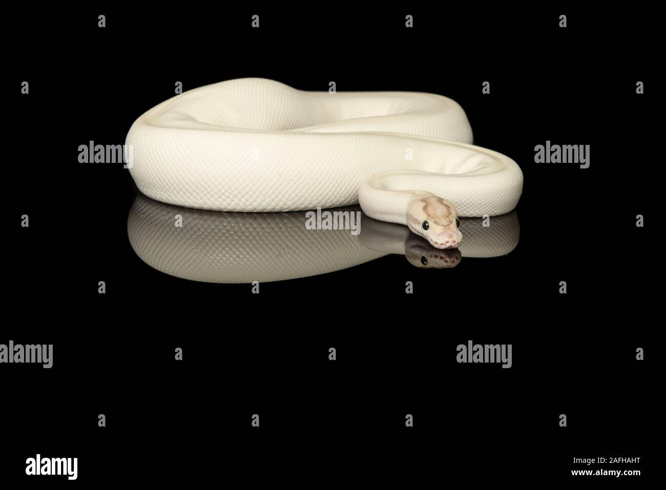 Pretty white king python snake on a black background with reflection ...