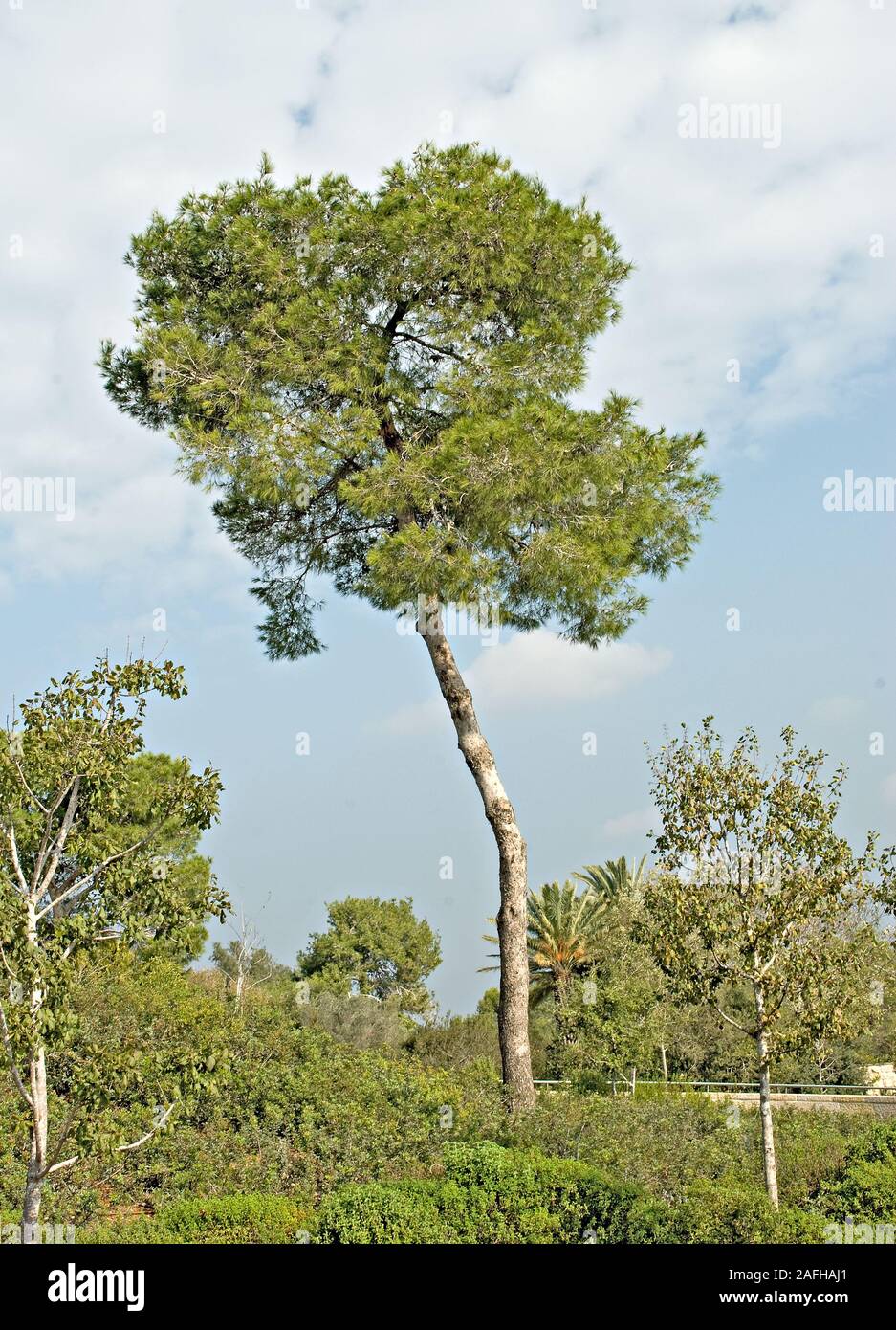 Tree at Ramat hanadiv, Israel Stock Photo - Alamy