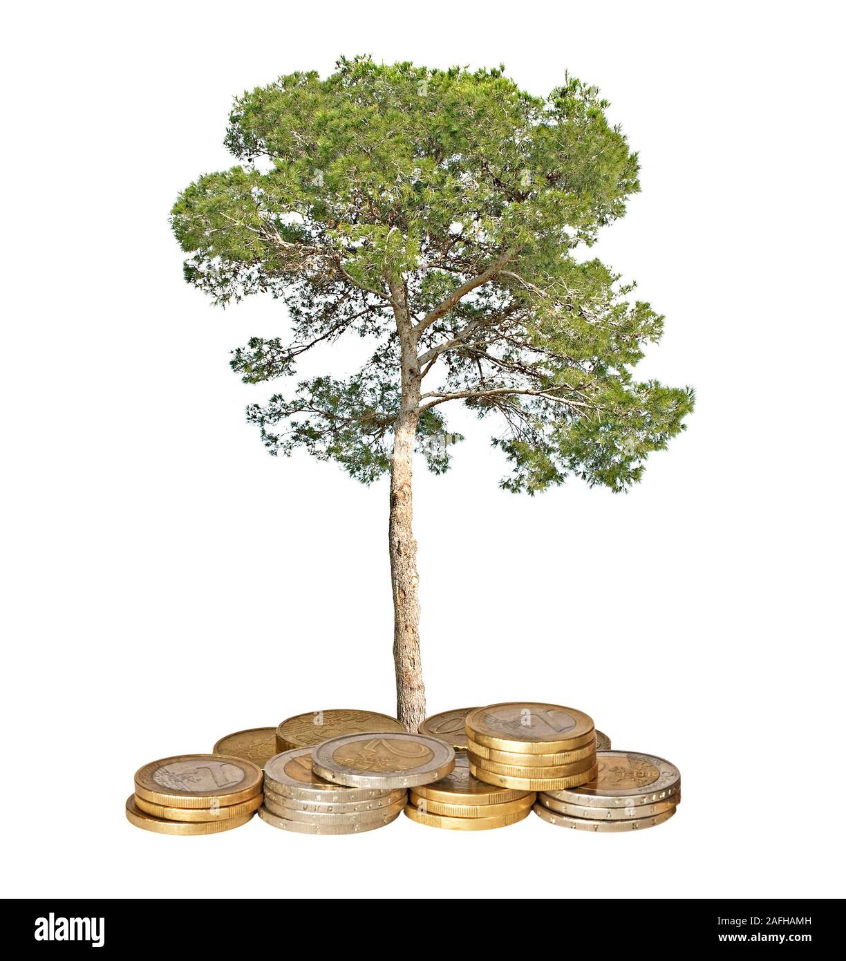 Pine tree growing from pile of coins Stock Photo - Alamy