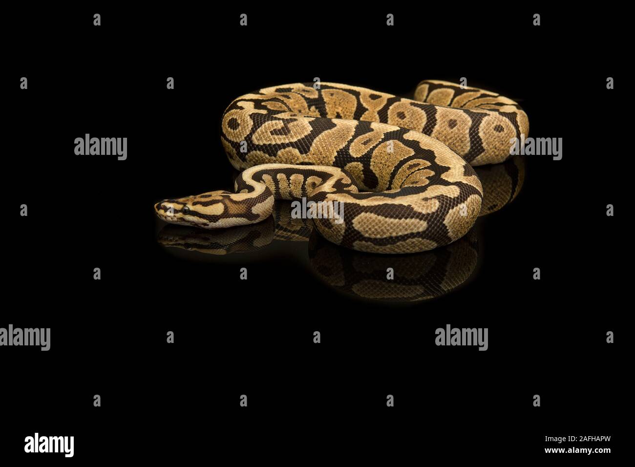 Pretty king python snake on a black background with reflection Stock ...