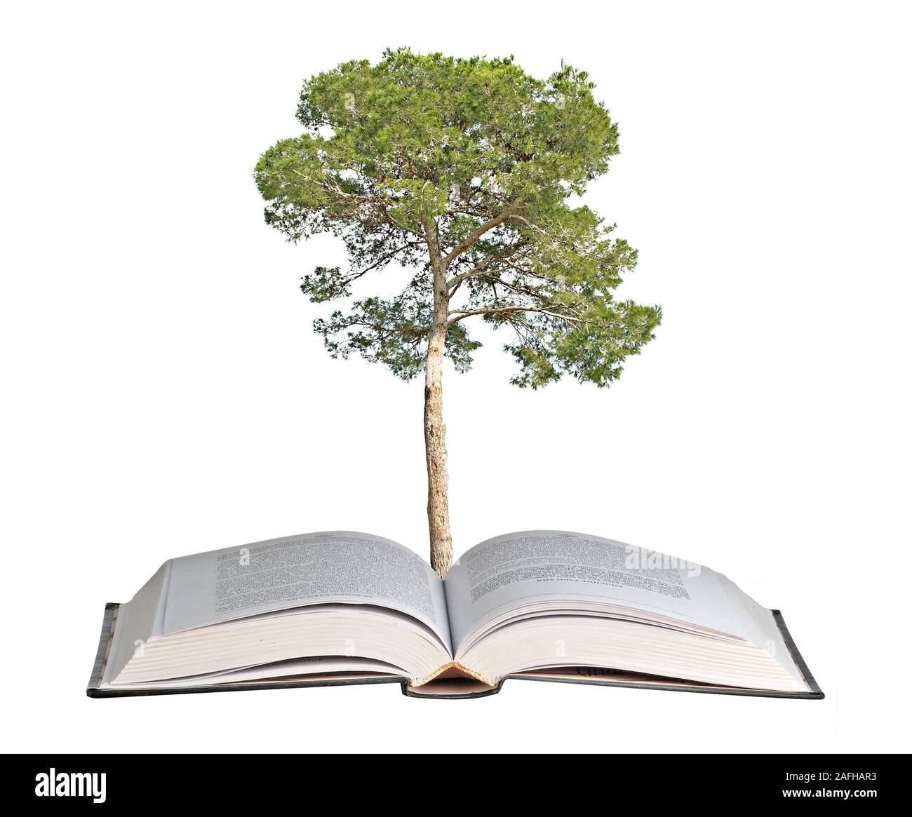 pine tree growing from book Stock Photo - Alamy