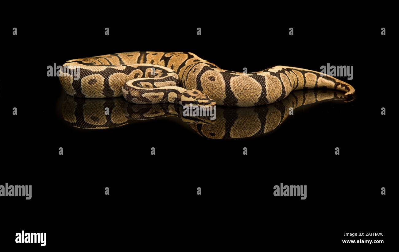 Pretty king python snake on a black background with reflection Stock ...