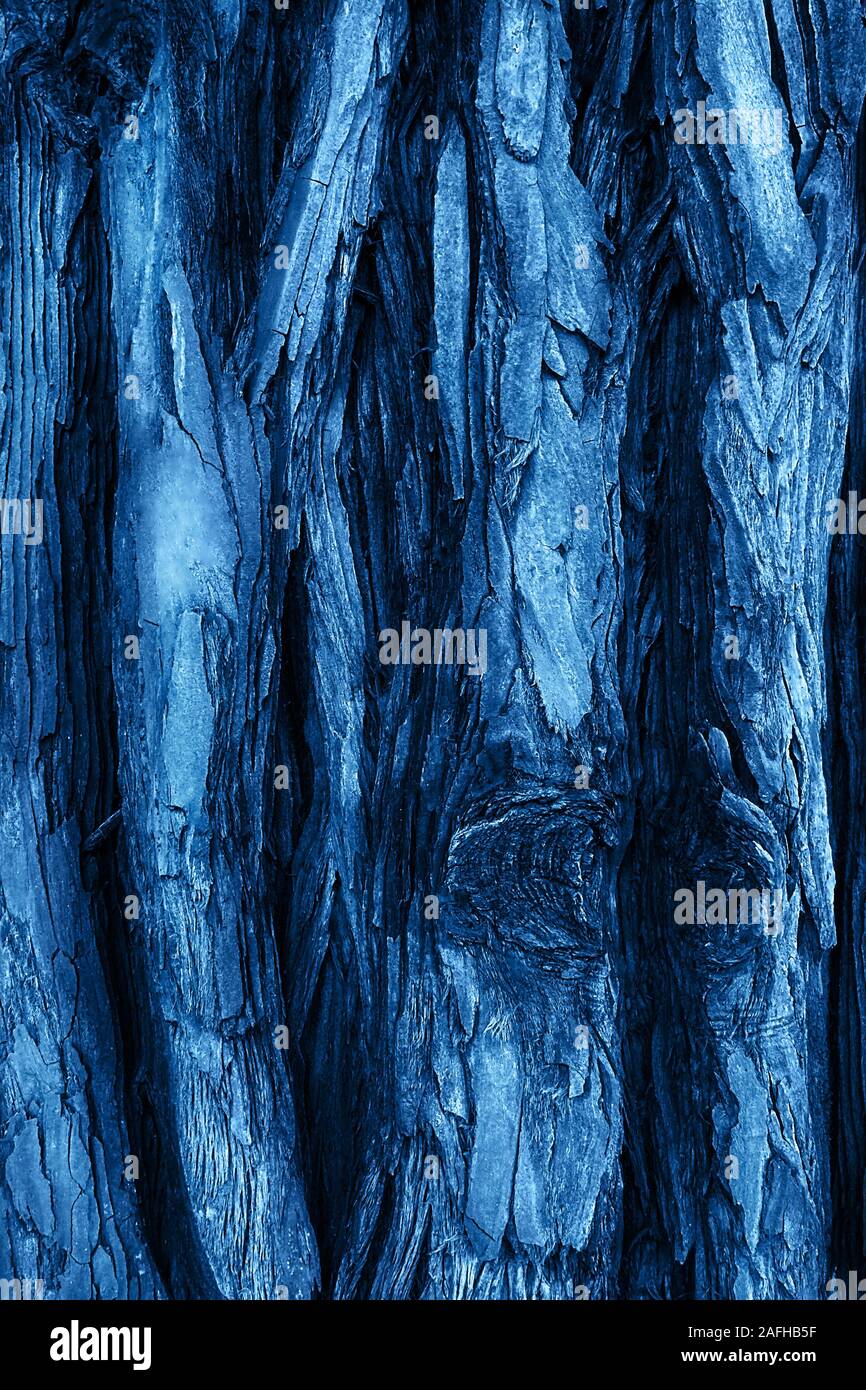 The textured bark of a young coastal redwood in trendy blue color ...