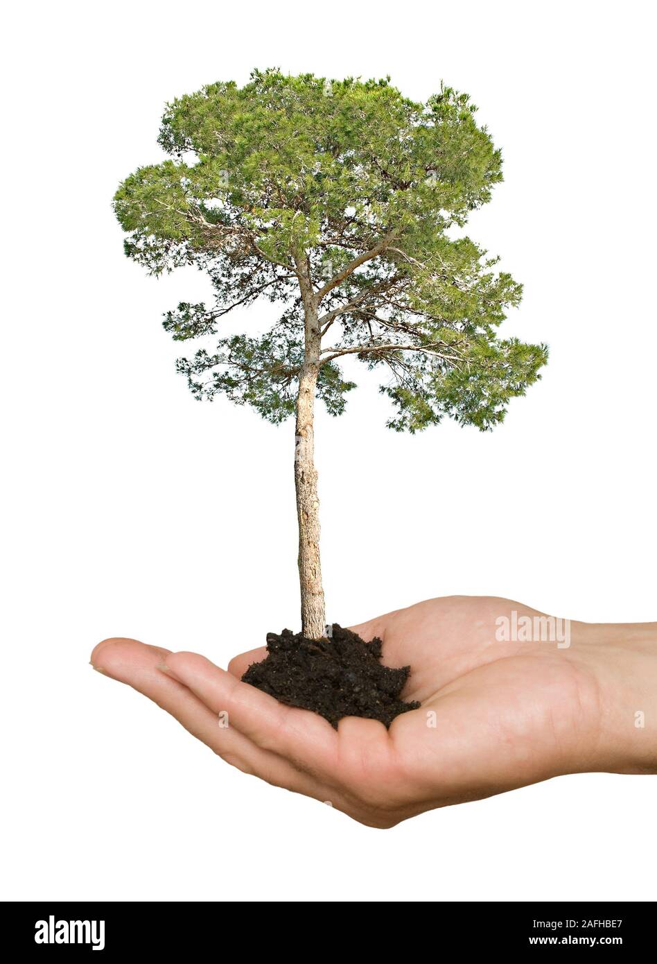 Pine tree in hand Stock Photo - Alamy