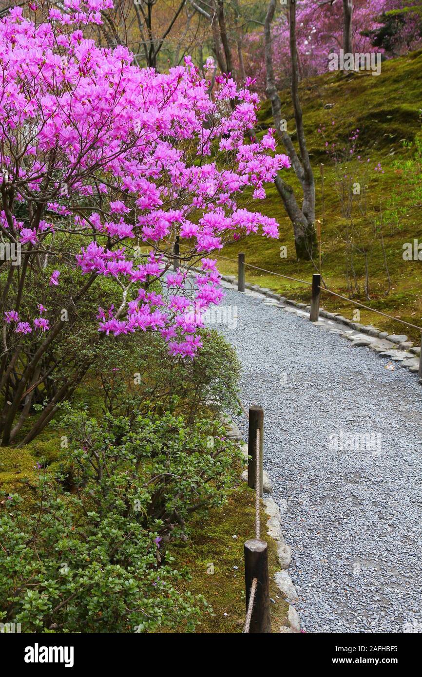 Temple garden in Arashiyama, Kyoto, Japan. Flora of Japan Stock Photo ...