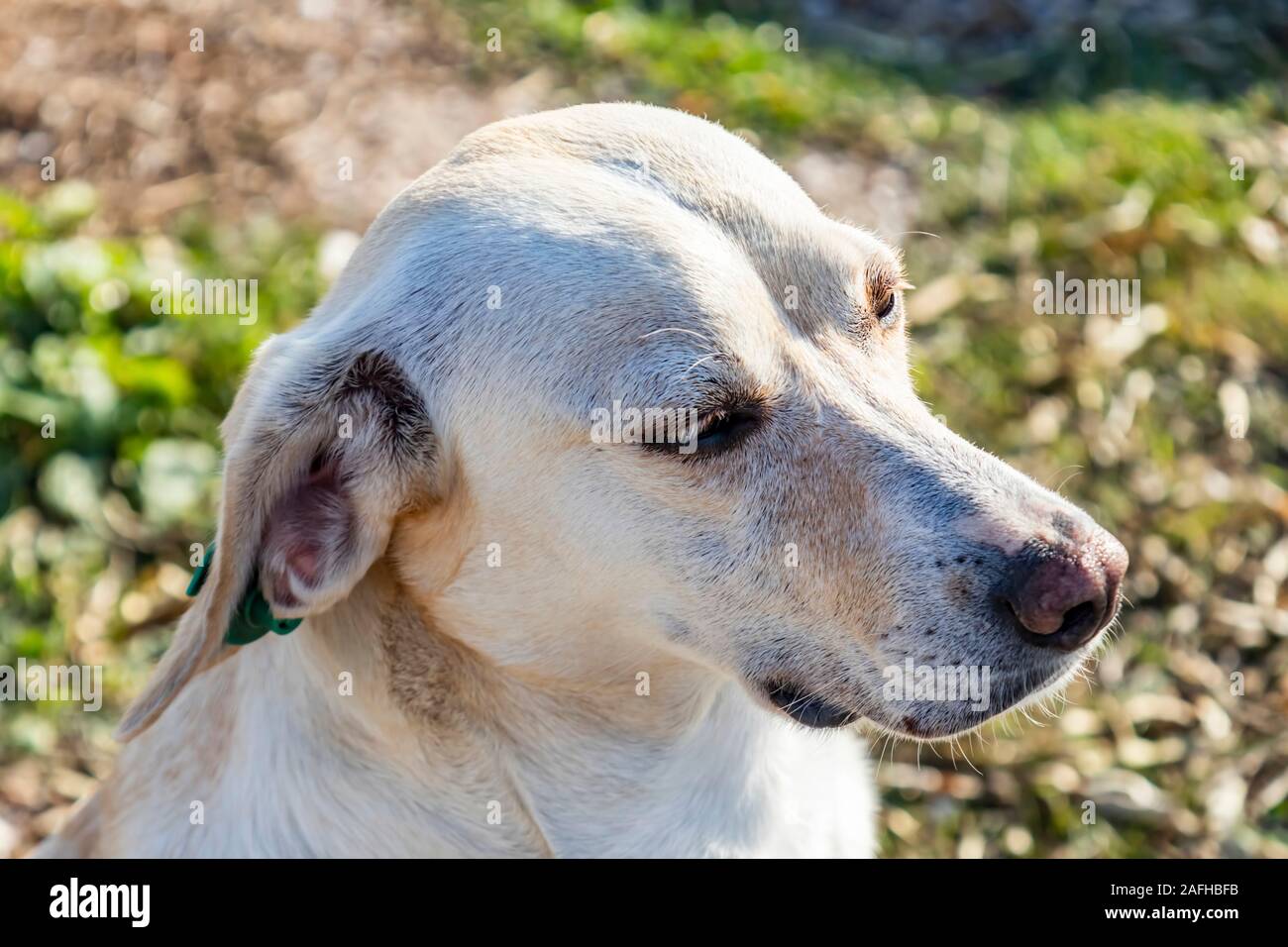 A dog is a human's best friend. cute friend dogs in nature Stock Photo ...