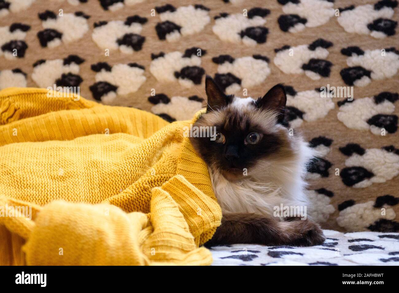 Long haired Burmese Siama cat Stock Photo - Alamy