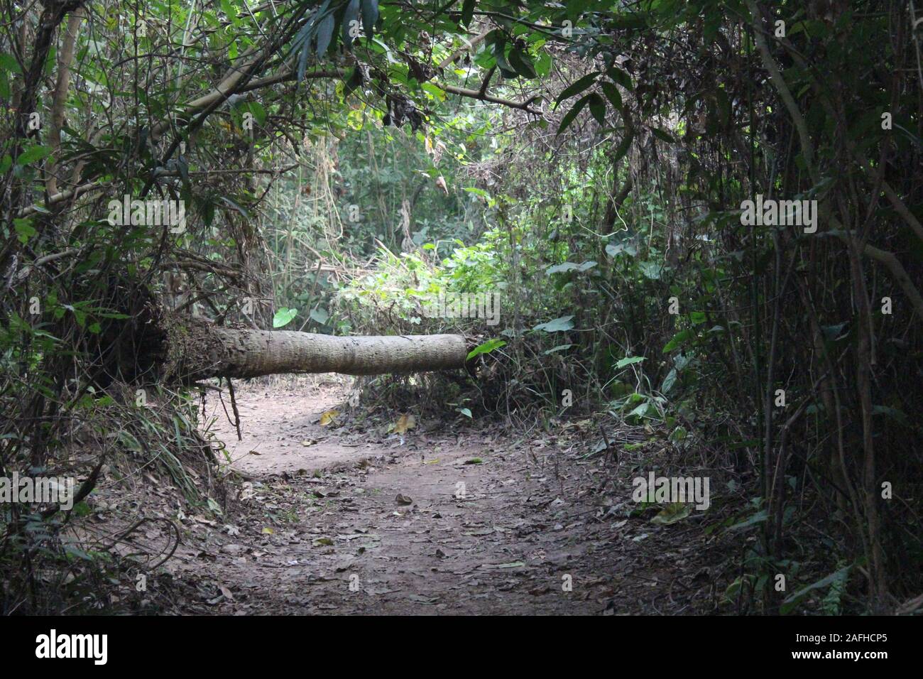 Junglescape hi-res stock photography and images - Alamy