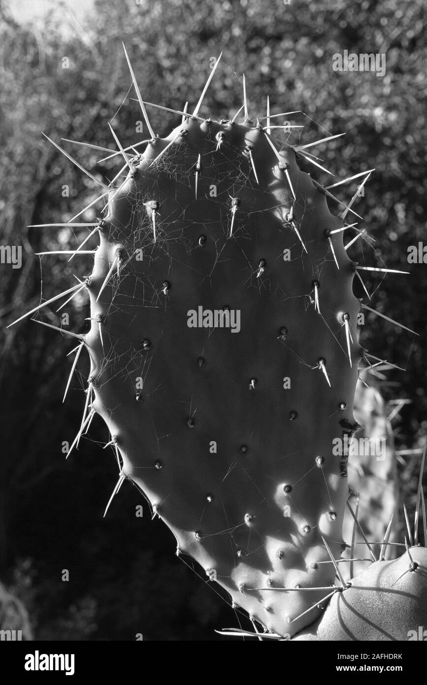 Cactus leaf hi-res stock photography and images - Alamy
