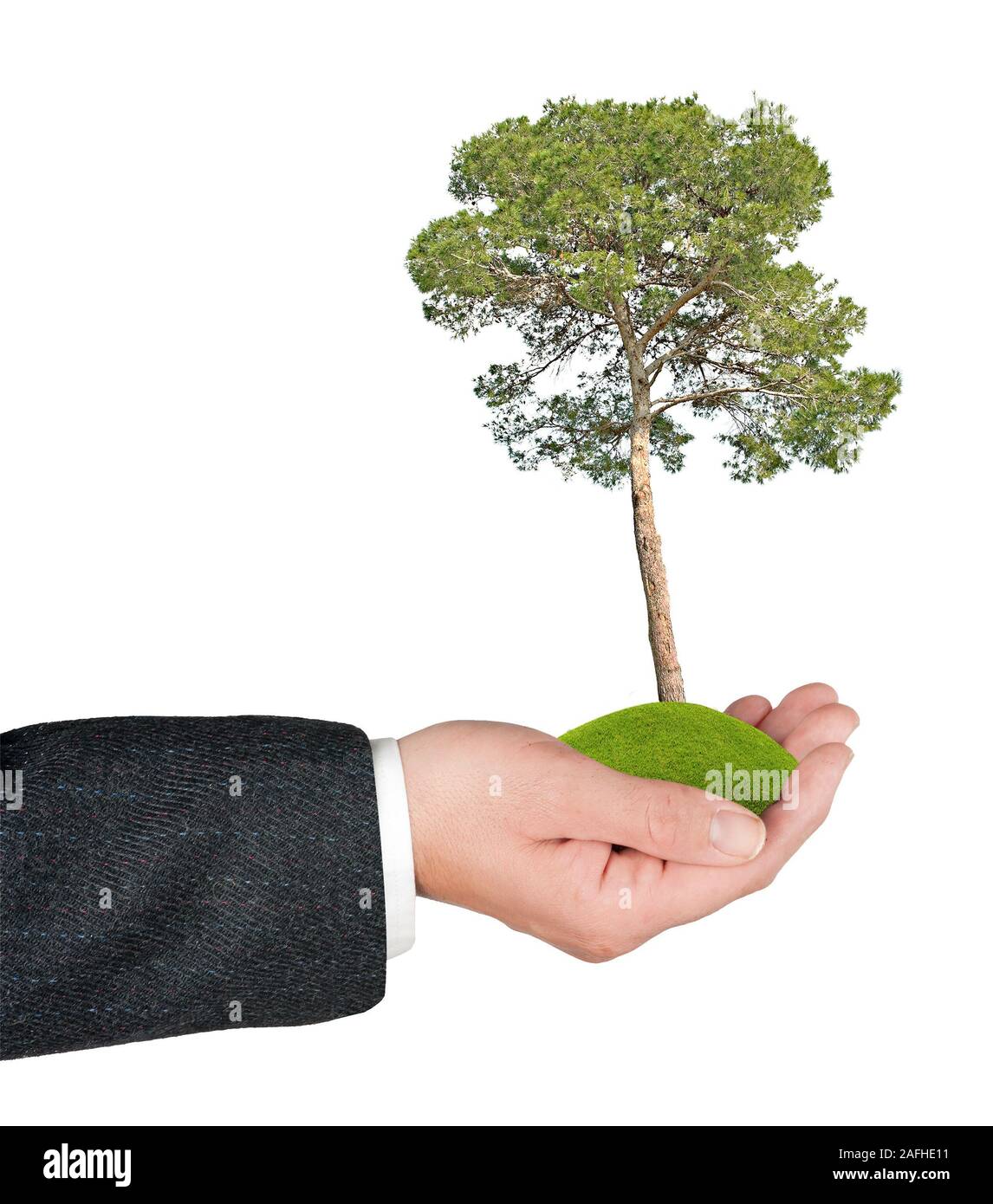 Pine tree in hand Stock Photo - Alamy