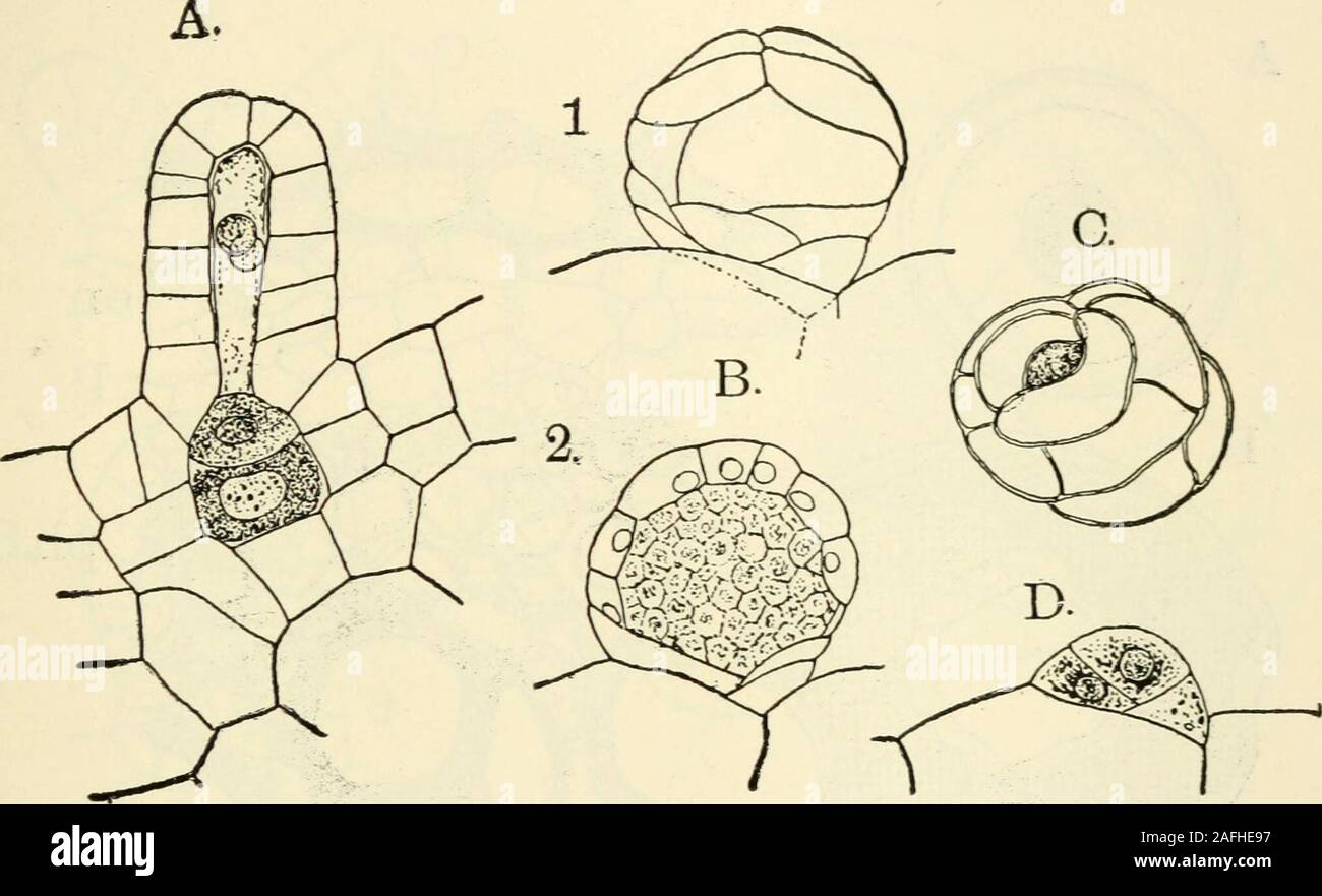 Gleichenia hi-res stock photography and images - Alamy