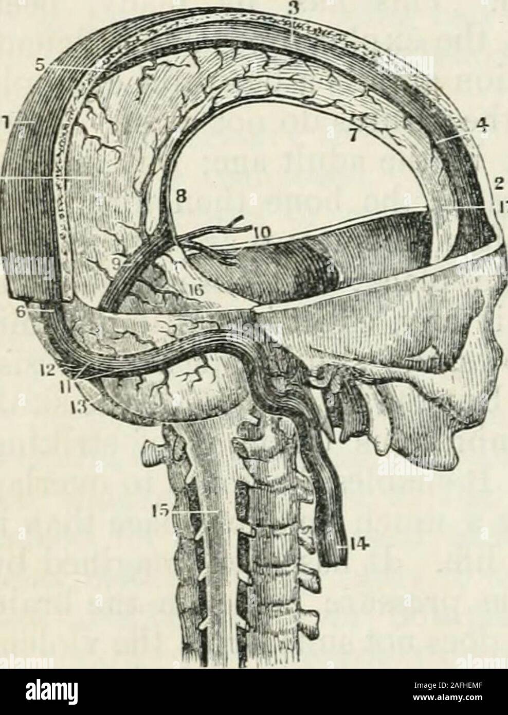 Confluence Of Sinuses Skull
