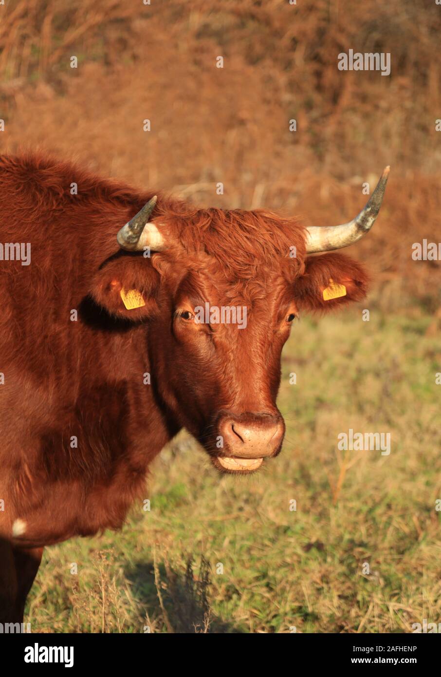 Shetland cow hi-res stock photography and images - Alamy