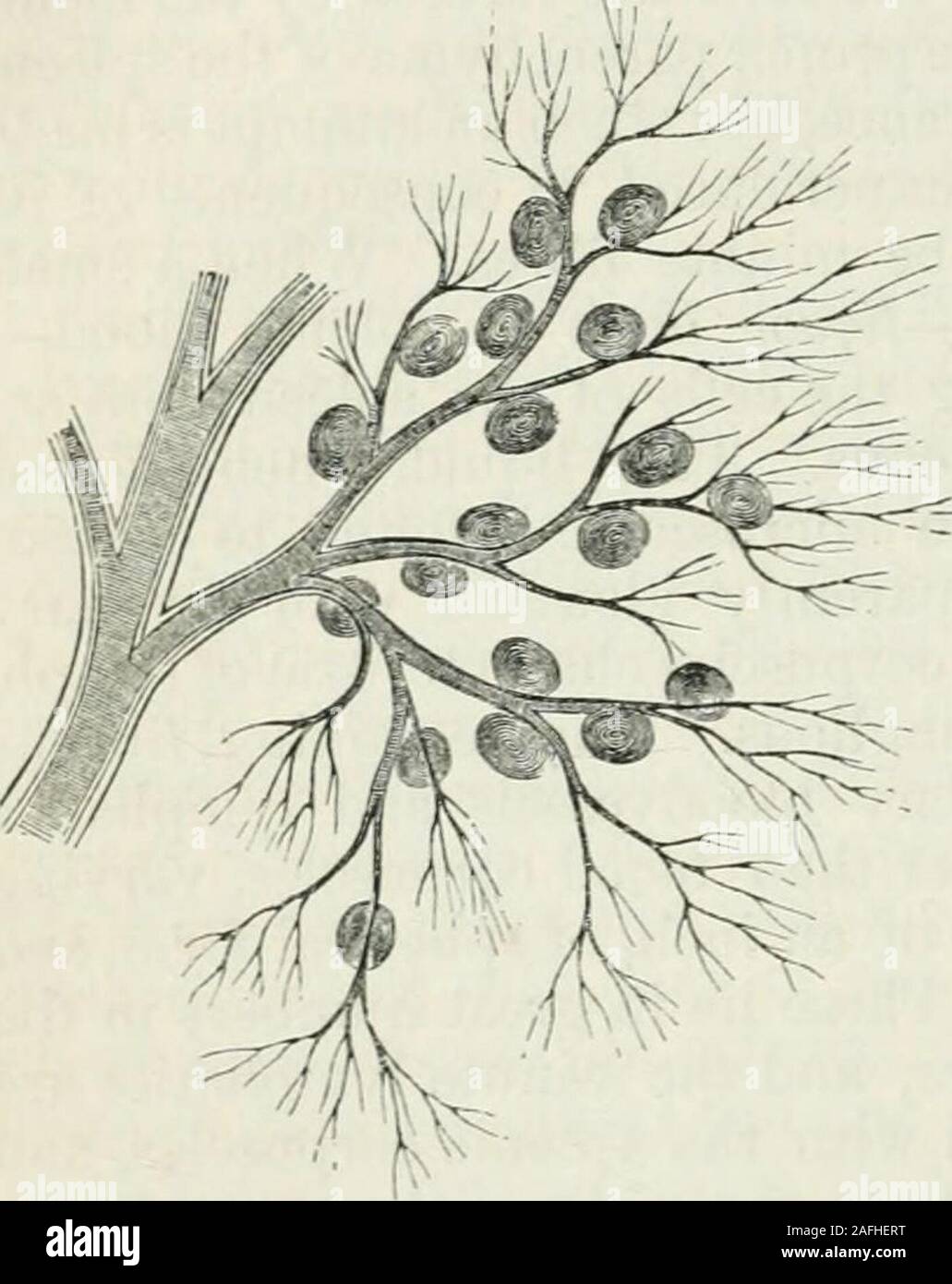 Racemose glands hi-res stock photography and images - Alamy