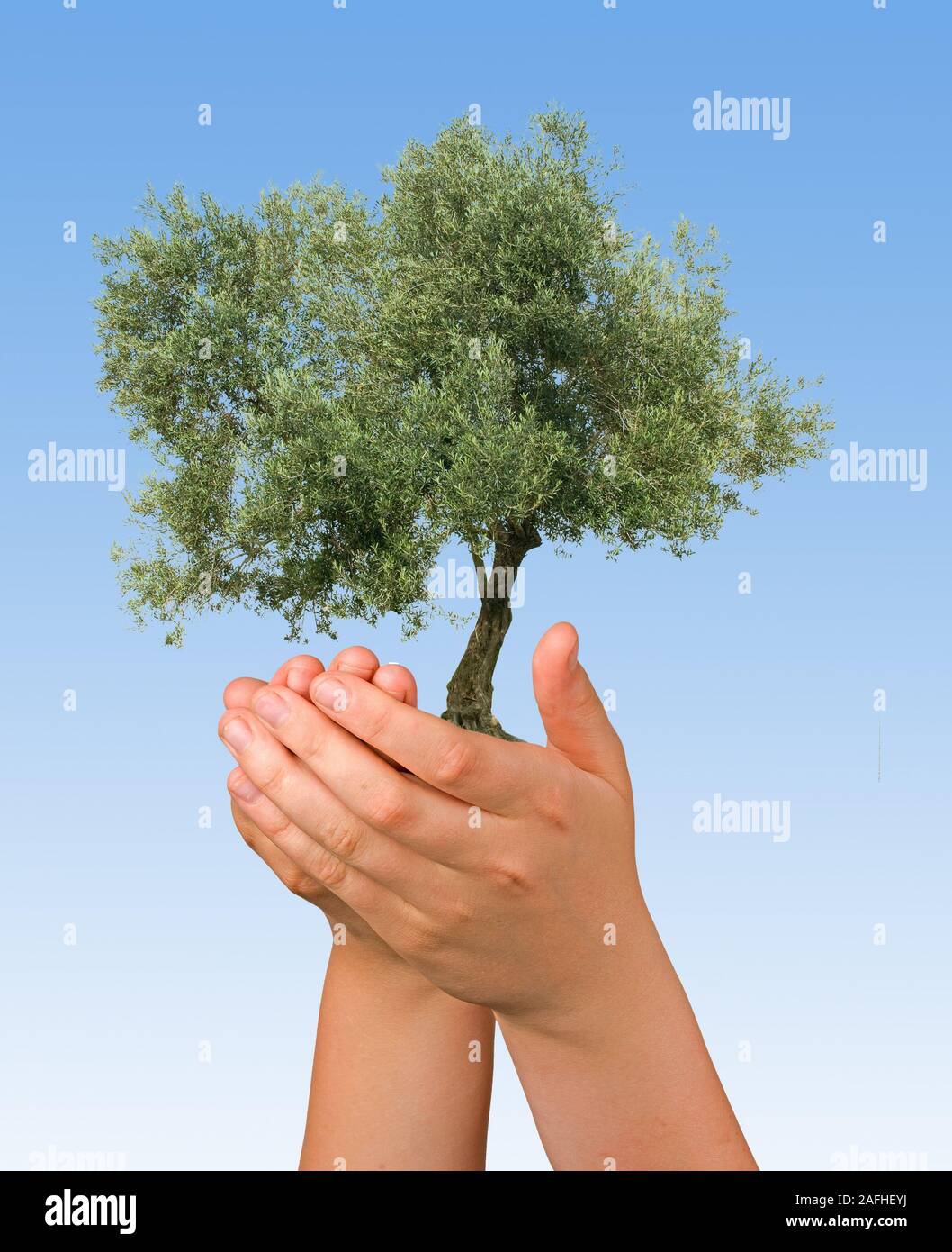 Olive tree in hands as a symbol of nature protection Stock Photo - Alamy
