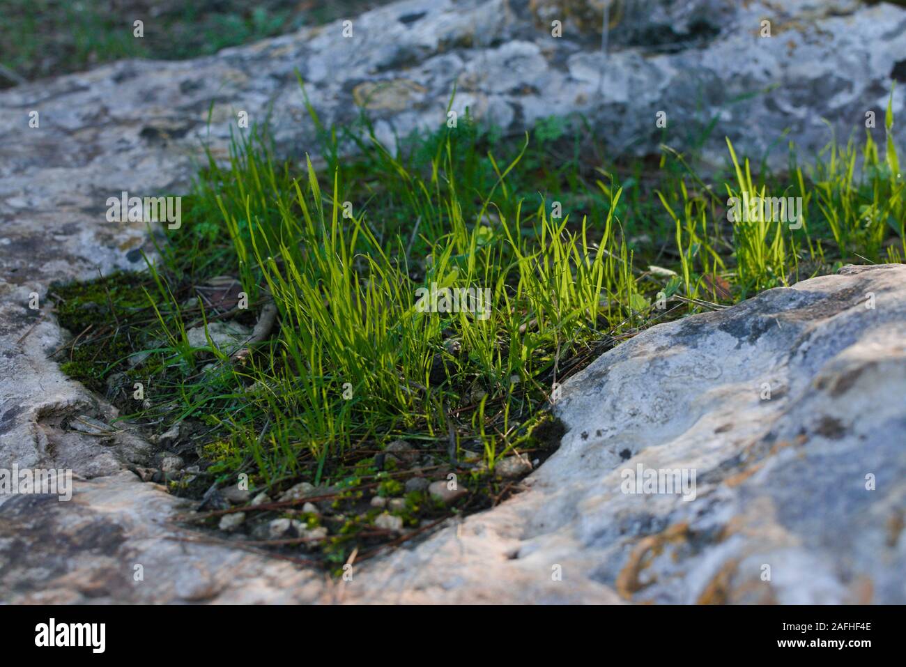 The first sprouts hi-res stock photography and images - Alamy